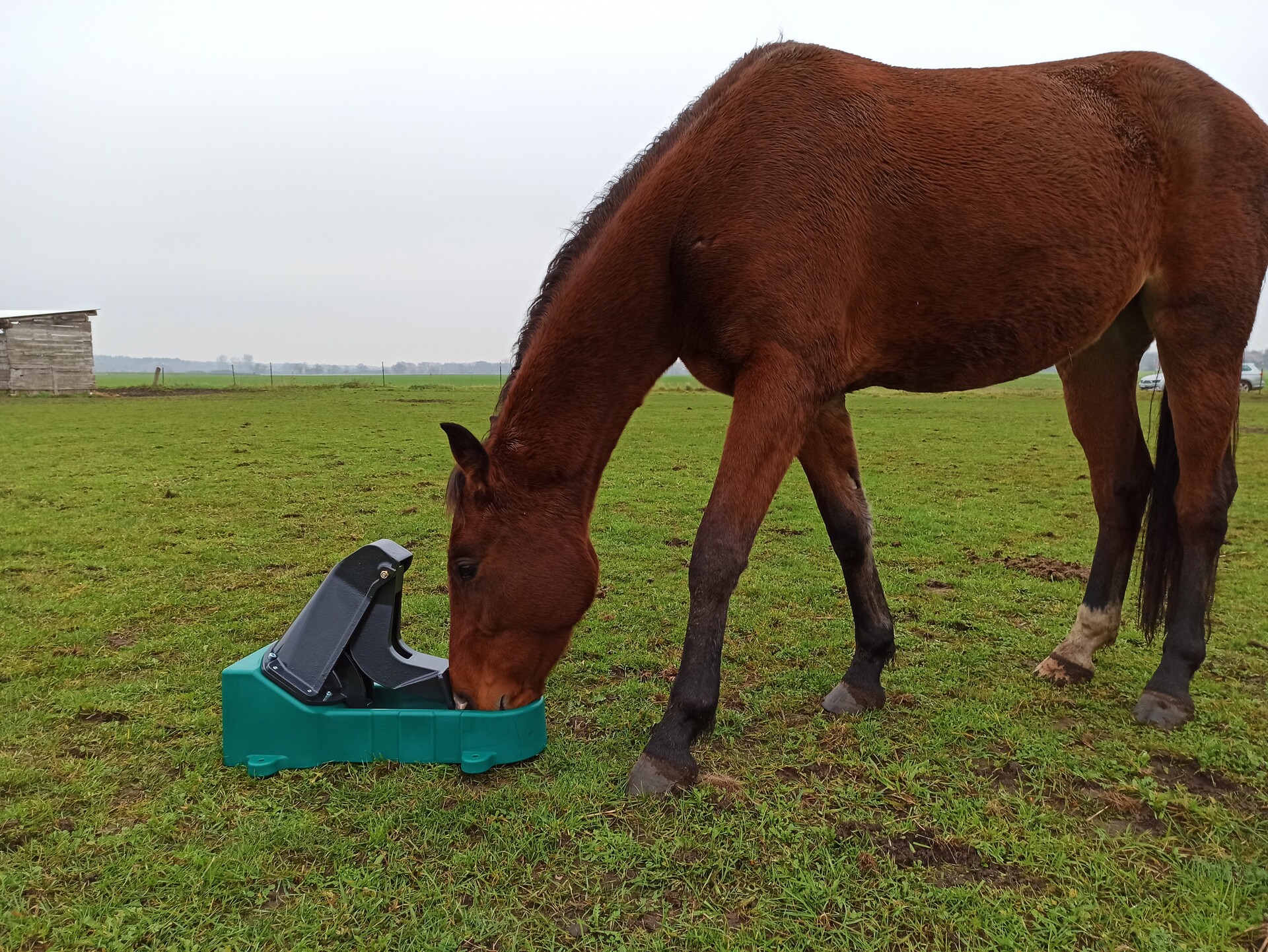 Diaphragm pasture pump Mod. 547 STANDARD | SUEVIA HAIGES GmbH